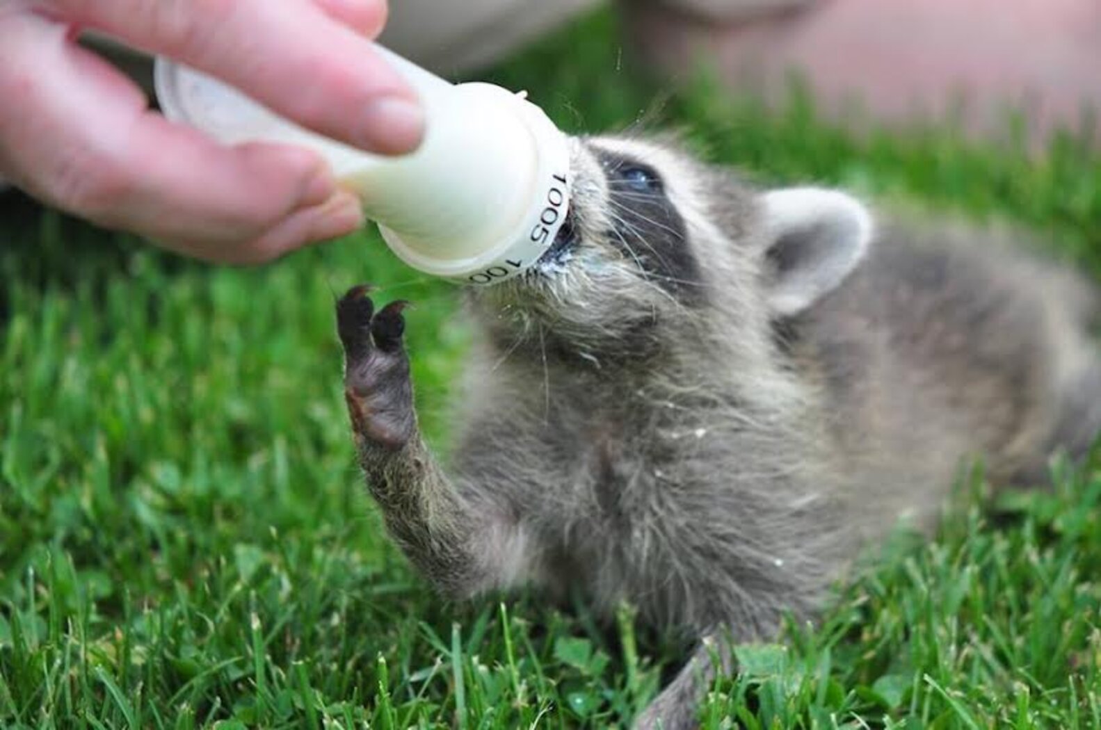 Baby Raccoon Injured By Chainsaw Is Determined To Return To The Wild ...