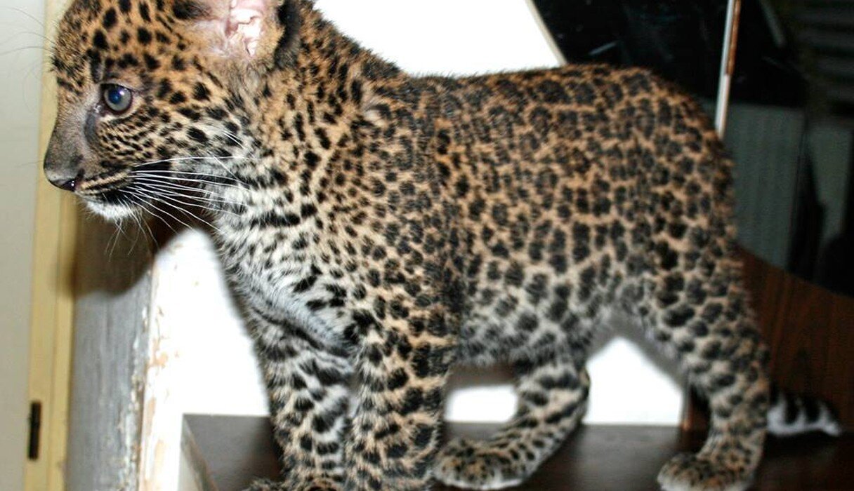 Leopard 'Nobody Wanted' Is So Happy To Finally Find A Home - The Dodo