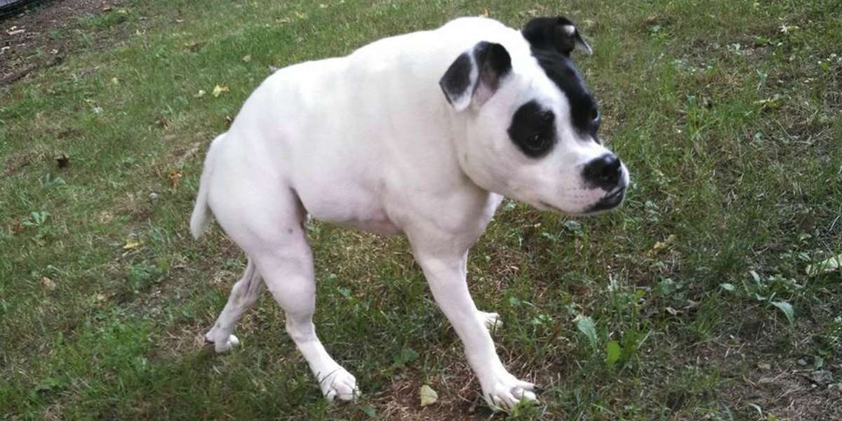 Dog With Rare Syndrome Won't Feel Lonely With Global Four-Legged Family ...