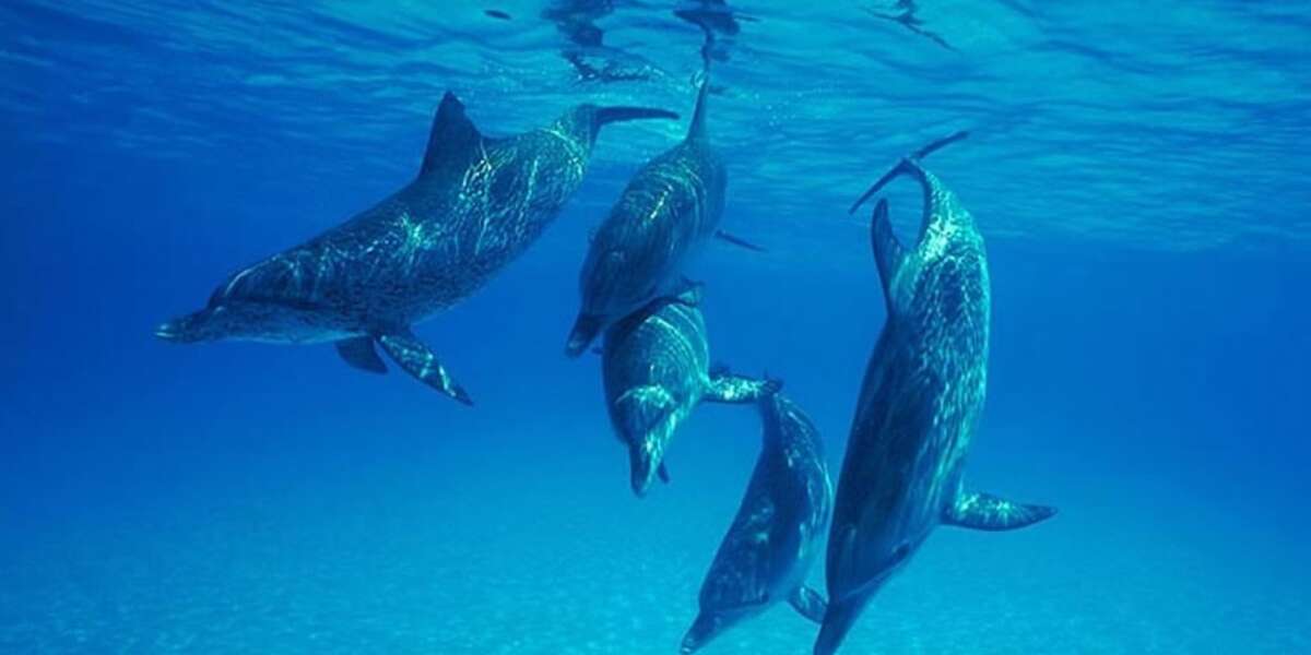 Dolphin Hunting In Taiji Stalled For 7 Days Straight - The Dodo
