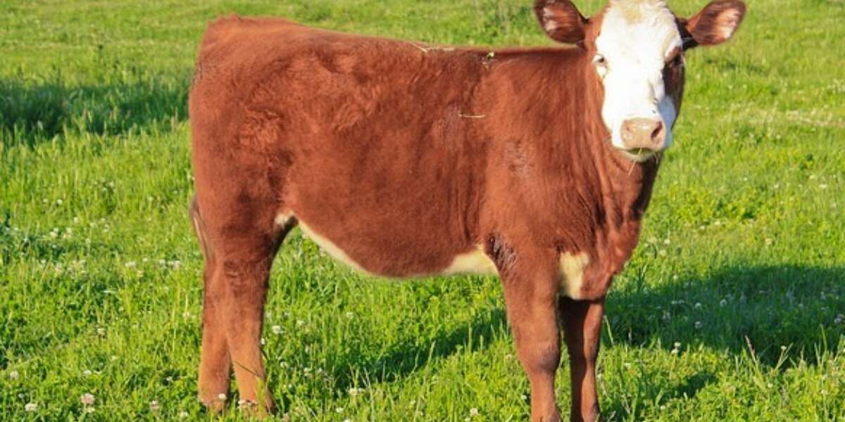 Happy Cows: A Heart-Warming Video Offers an Important Lesson About ...