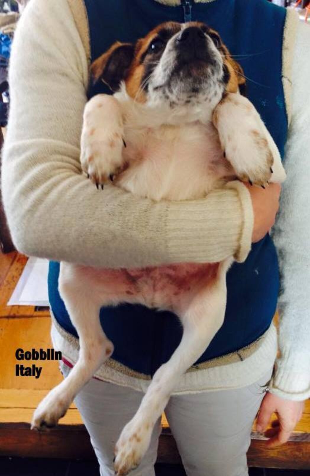 Dog With Rare Syndrome Won't Feel Lonely With Global Four-Legged Family ...