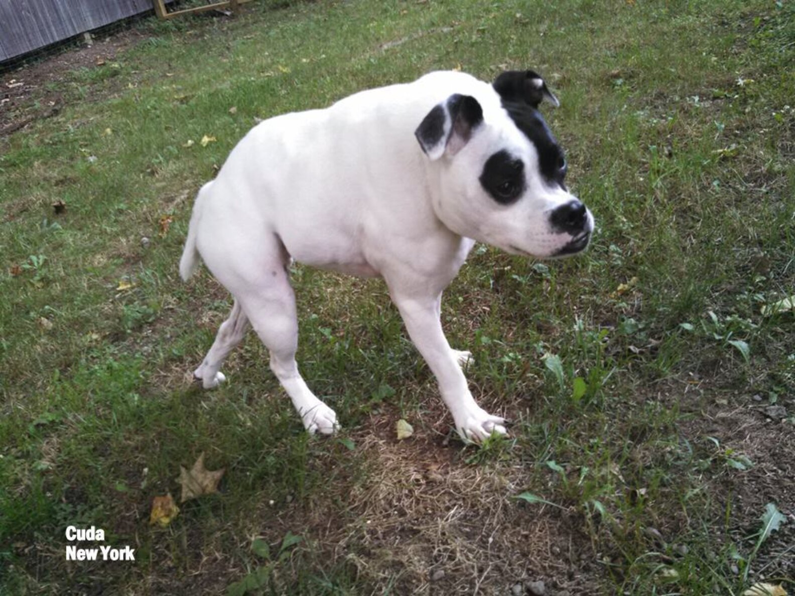 Dog With Rare Syndrome Won't Feel Lonely With Global Four-Legged Family ...