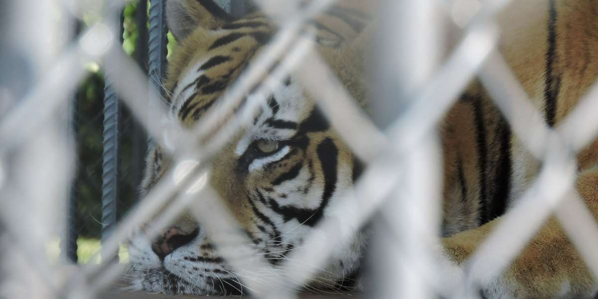 Magnificent Tiger Stuck In Truck Stop Prison For 15 Years - The Dodo