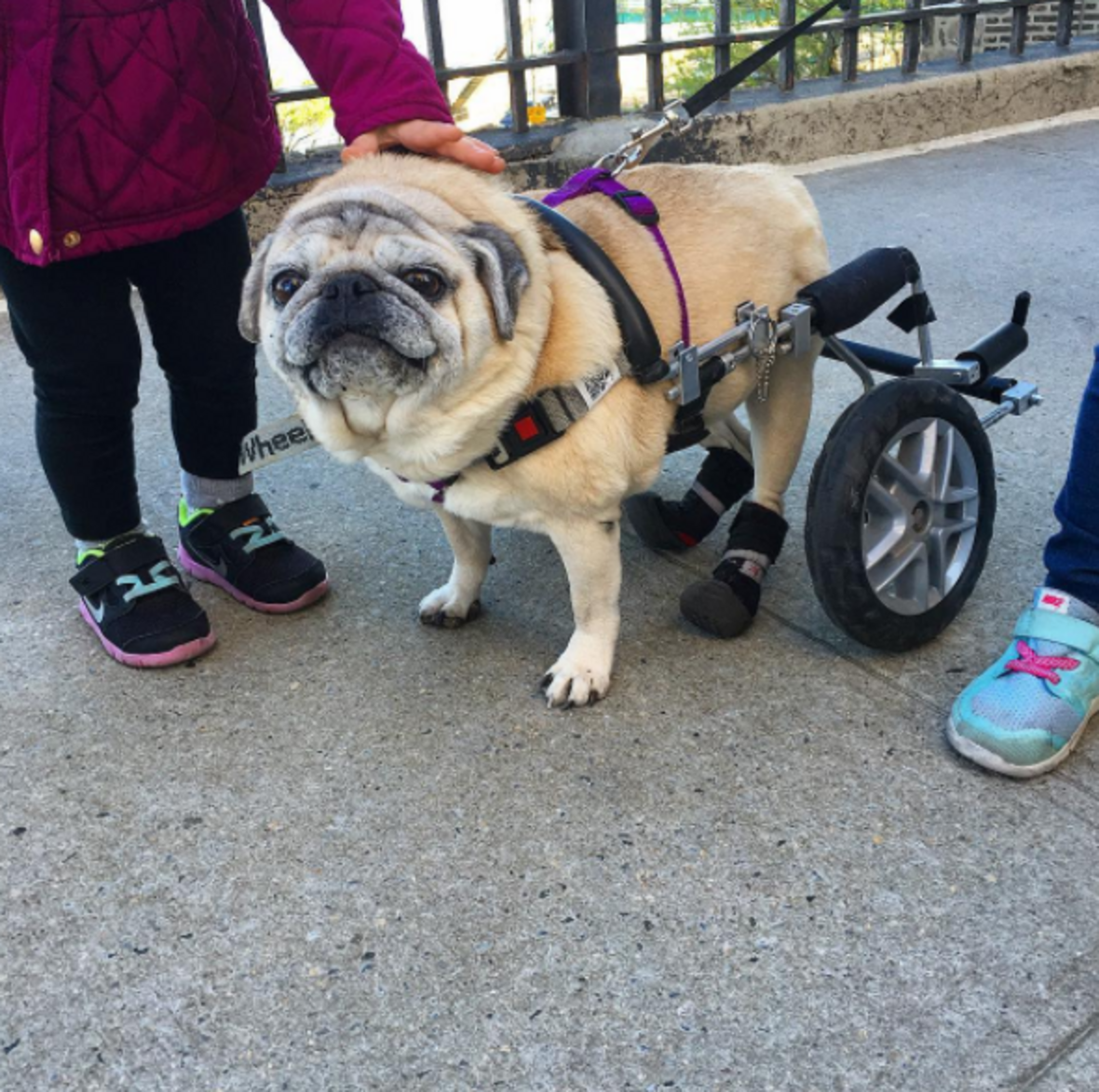 Senior Pug's Mom Loves Dressing Her Wheelchair Up - The Dodo