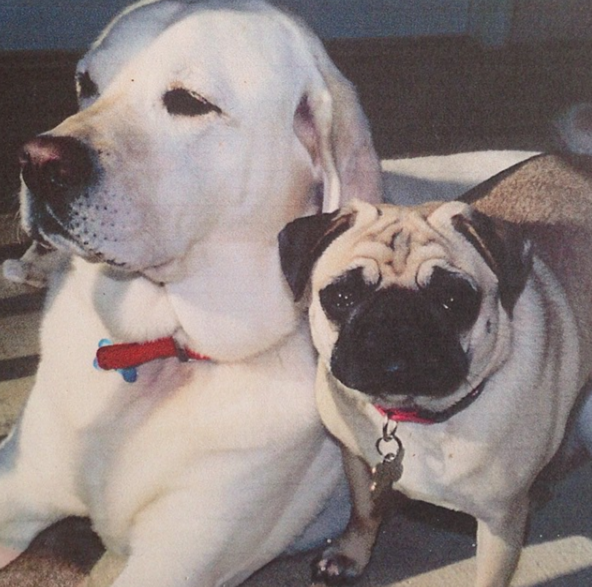 Senior Pug's Mom Loves Dressing Her Wheelchair Up - The Dodo