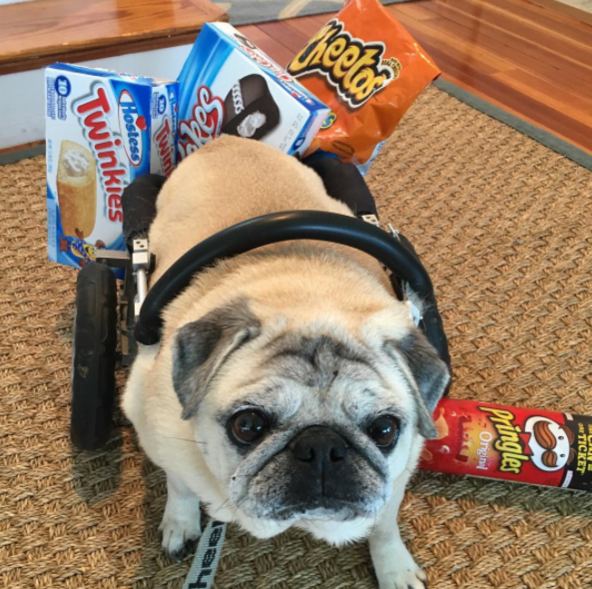 Senior Pug's Mom Loves Dressing Her Wheelchair Up - The Dodo