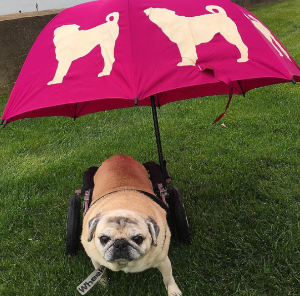 Senior Pug's Mom Loves Dressing Her Wheelchair Up - The Dodo