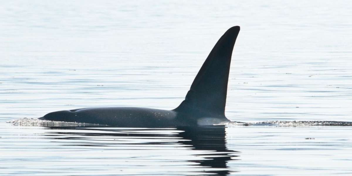 Morgan The Orca Sentenced To Life At Decrepit Marine Park - The Dodo