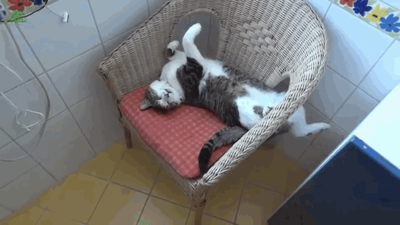 19 Cats Sleeping In Amazingly Bizarre Positions - The Dodo