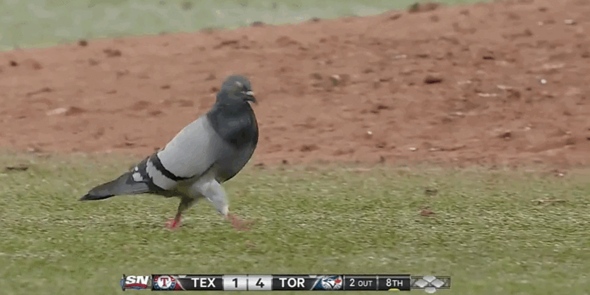 Watch A Pair Of Pigeons Derail A Rangers Game By Strutting Across The ...
