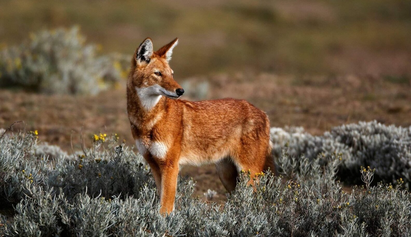 Emergency response to save Ethiopian wolves from rabies - The Dodo