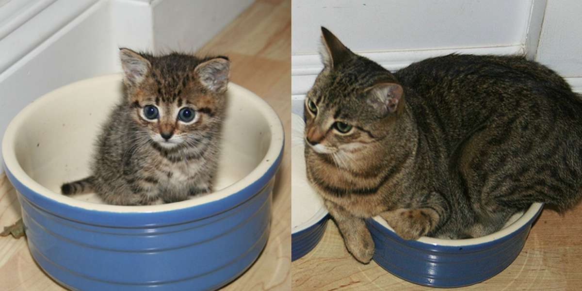 31 Cats Recreate Photos From Their Kittenhood - The Dodo