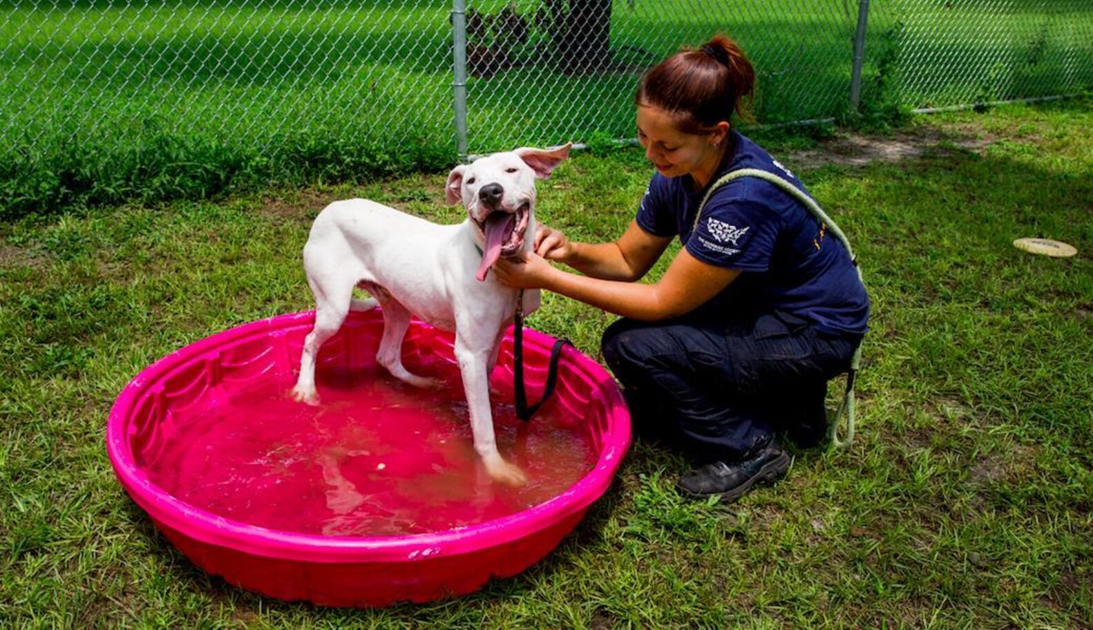 Starving Dogs Rescued From Life Of Fighting Wild Hogs To The Death ...