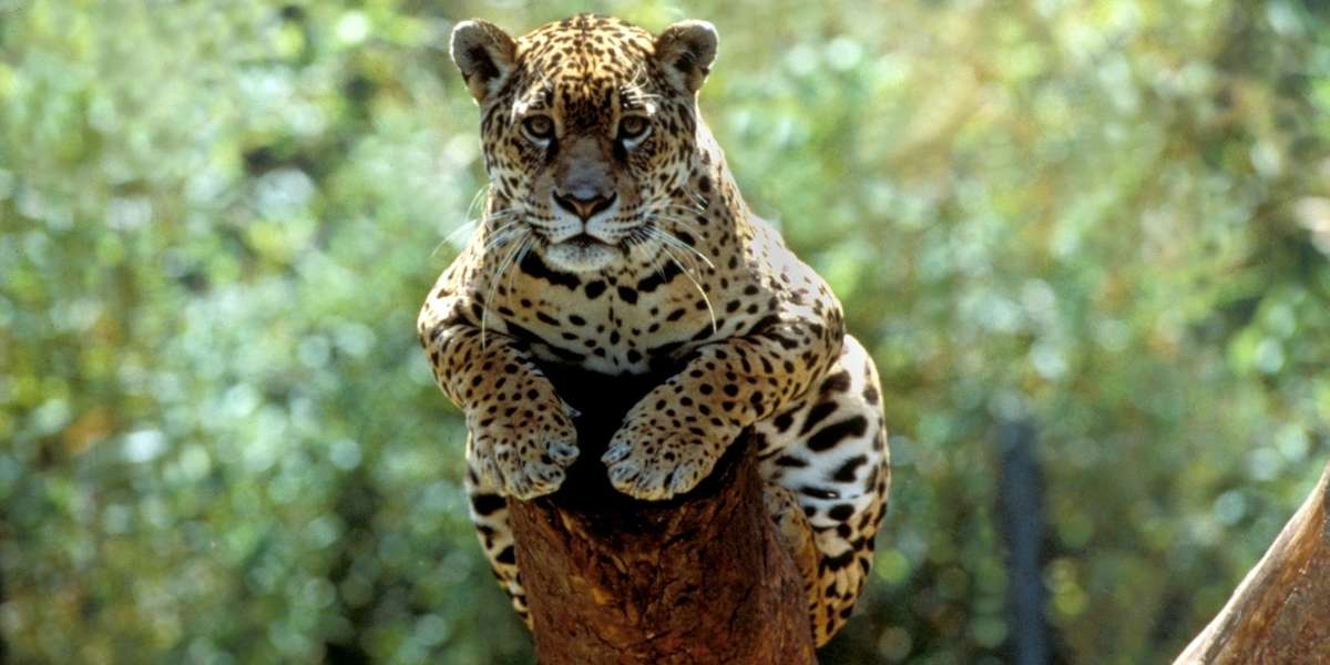 Brazil’s MVPs: Most Valuable and Prized Species - The Dodo