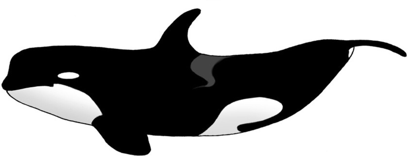 Here's How You Can ID Different Orcas And Why That's So Important - The ...