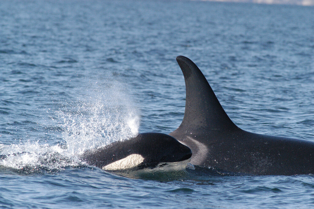 Here's How You Can ID Different Orcas And Why That's So Important - The ...