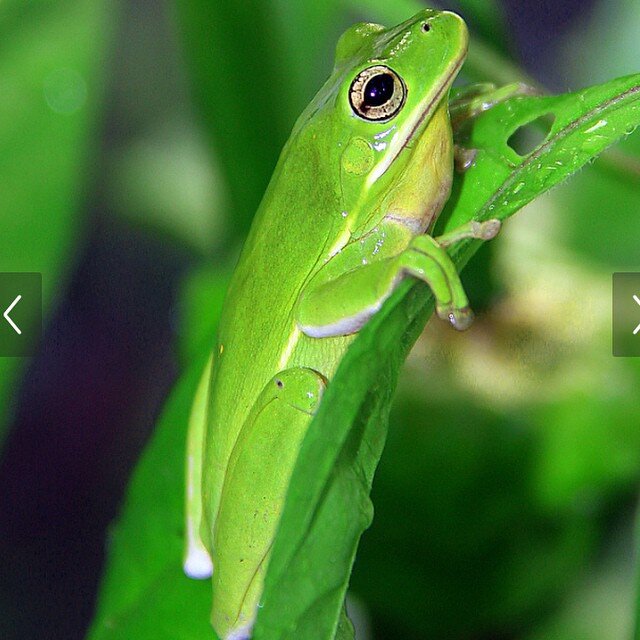 A green tree frog photographed by Leopoldo Miranda. #usfws - The Dodo