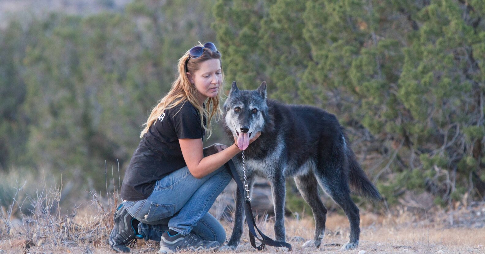 Wolf Dogs: Why Keeping Them As Pets Doesn't Always Work - The Dodo