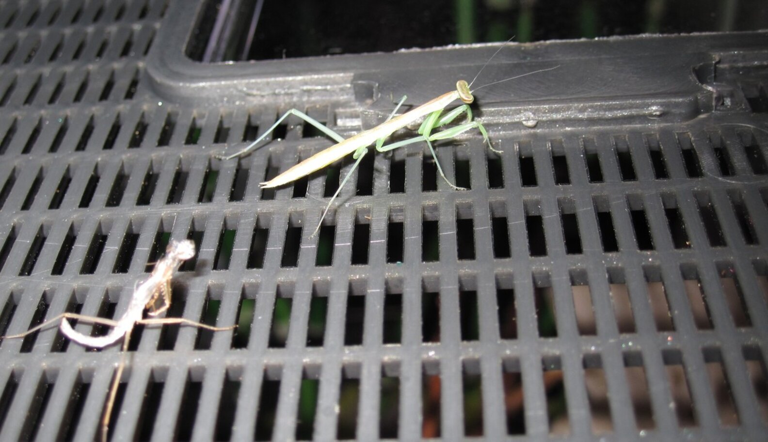 Nicest Guy Decides To Adopt A Praying Mantis - The Dodo