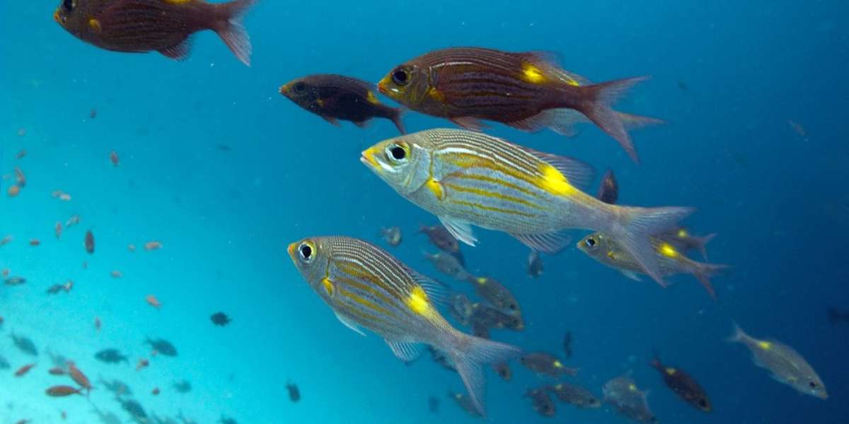 Toward a New Fish Consciousness: an interview with Dr. Culum Brown ...