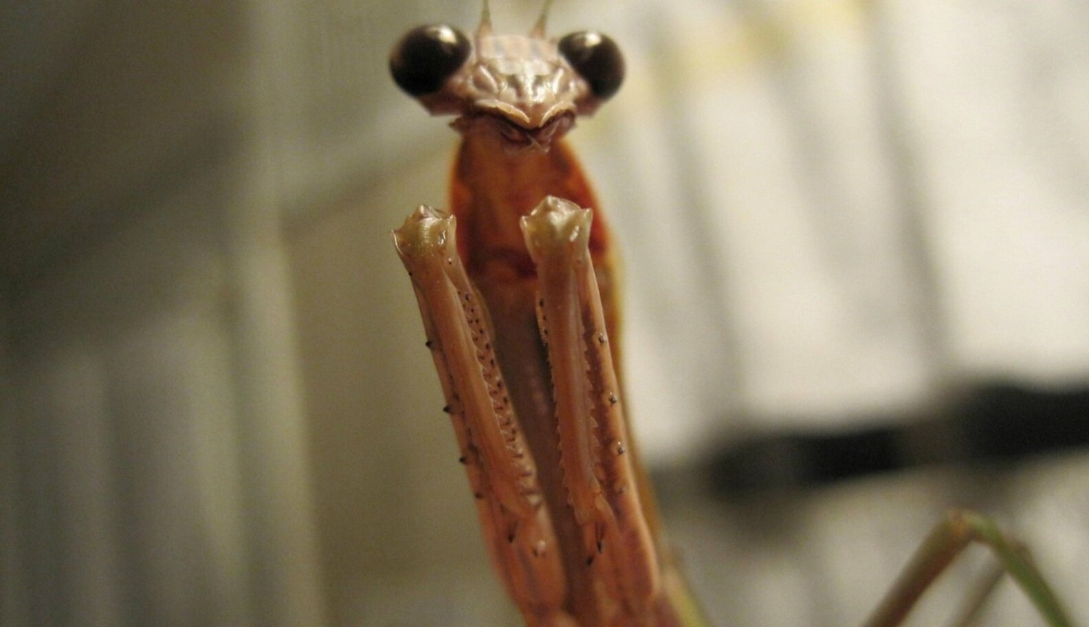 Nicest Guy Decides To Adopt A Praying Mantis - The Dodo