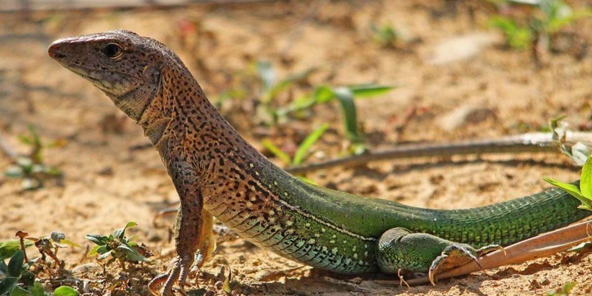 Ground Lizards Do Pushups To Invite Their Lizard Friends To Lunch - The ...