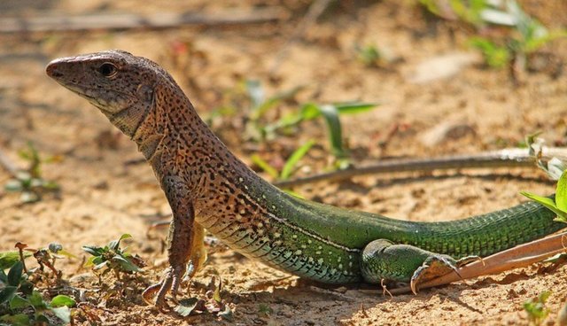 Ground Lizards Do Pushups To Invite Their Lizard Friends To Lunch - The ...