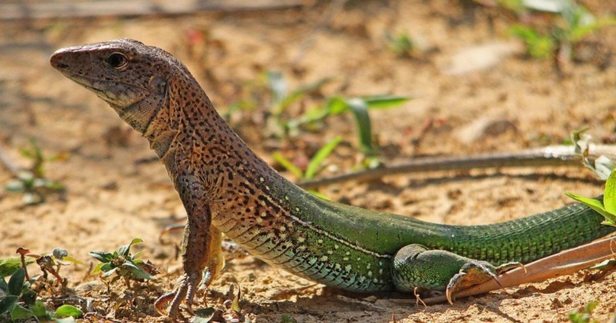 Ground Lizards Do Pushups To Invite Their Lizard Friends To Lunch - The ...