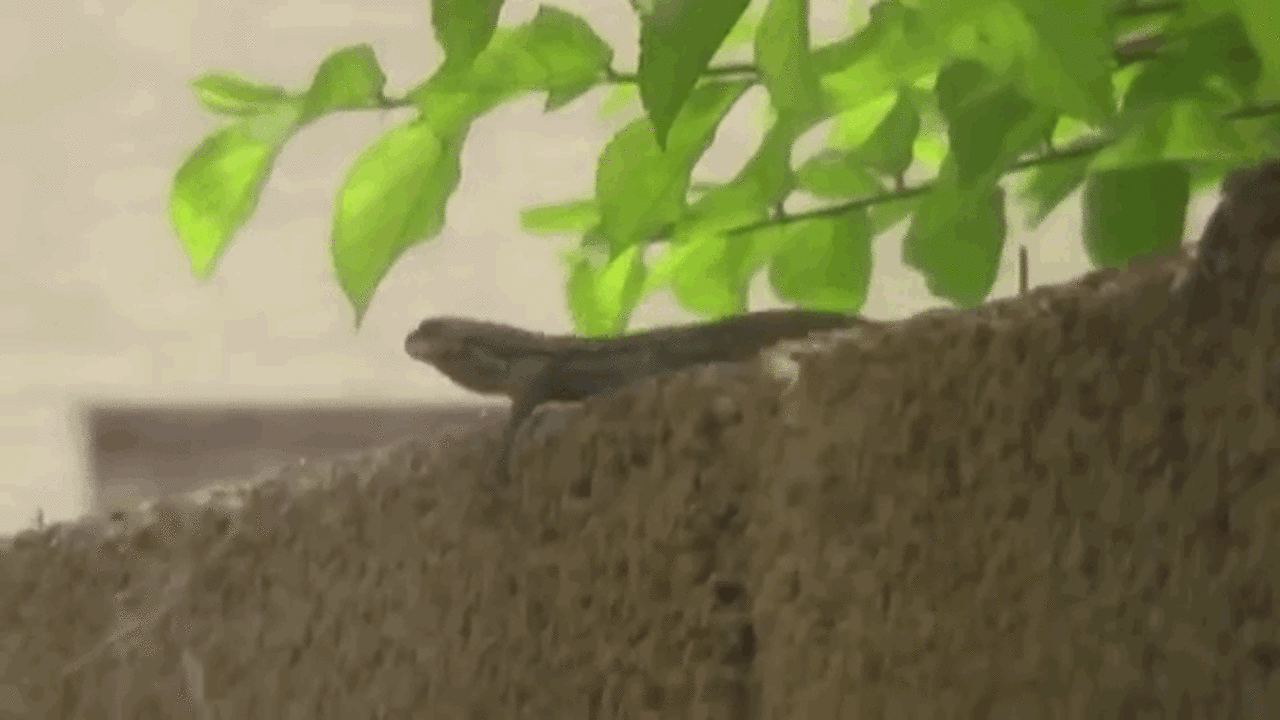 Ground Lizards Do Pushups To Invite Their Lizard Friends To Lunch - The ...