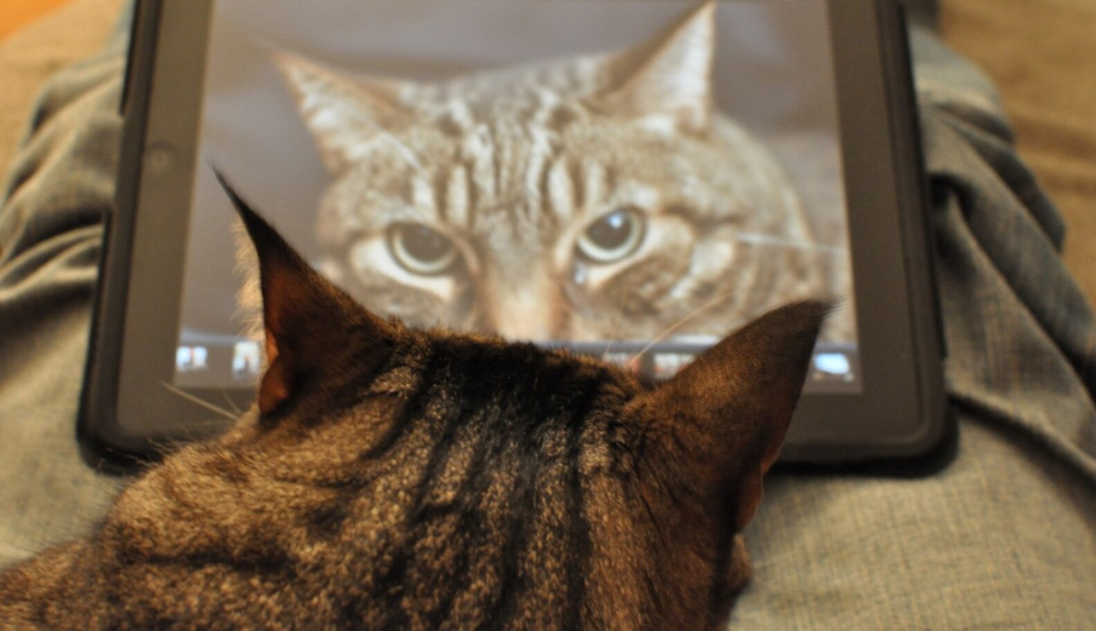 12 Smartphone Apps Every Animal Lover Should Have - The Dodo