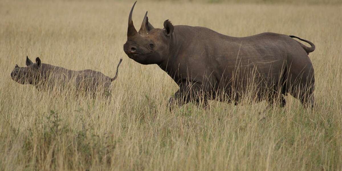 2 American Hunters Try Bringing Home The Endangered Rhinos They're ...