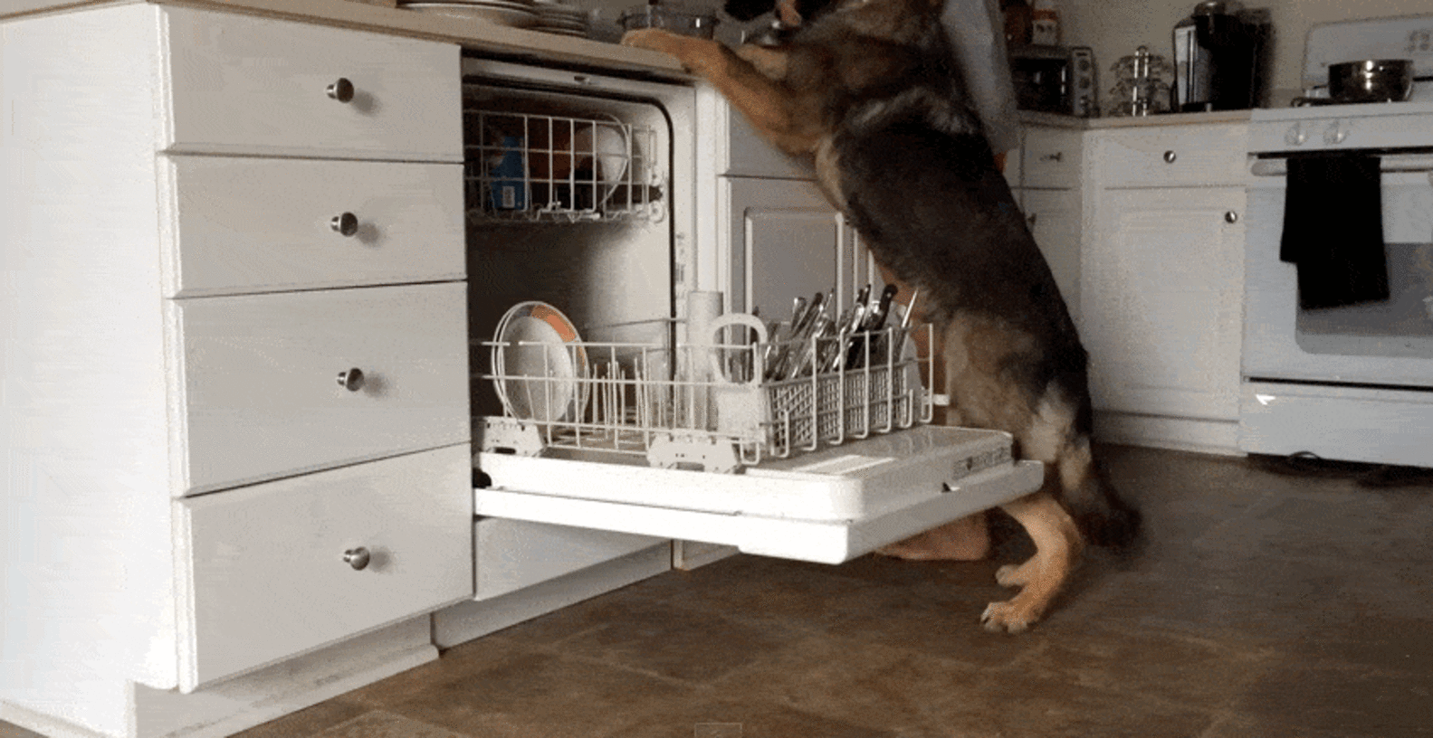 Very Helpful German Shepherd Loads The Dishwasher For His Humans - The Dodo