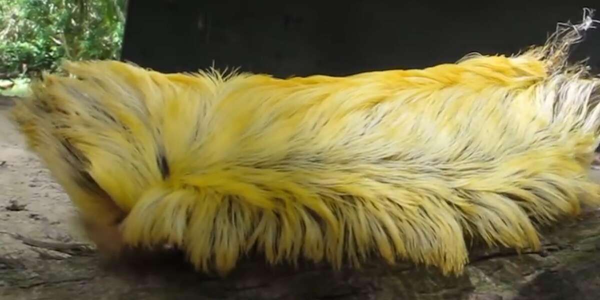 Meet The Donald Trump Caterpillar - The Dodo