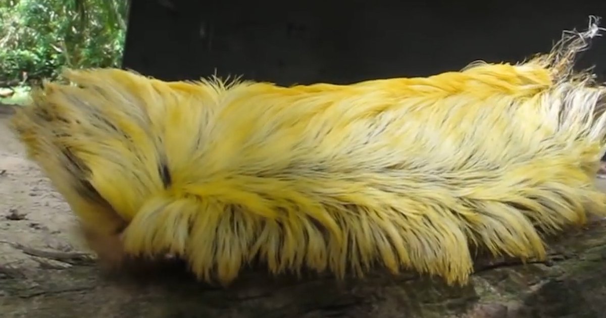 Meet The Donald Trump Caterpillar - The Dodo
