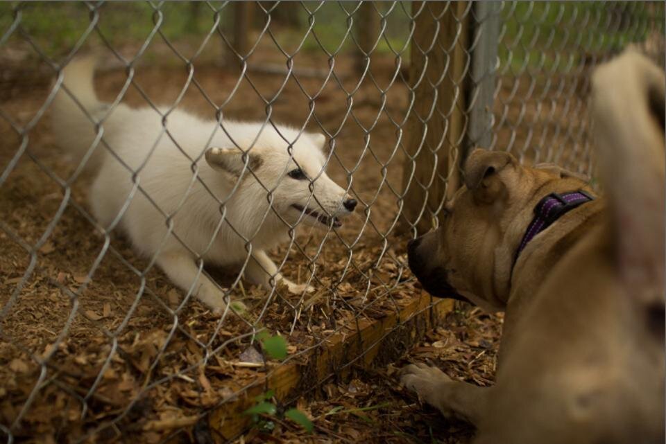 Fox Cub Who Didn't Fit In Makes His First Real Friend - The Dodo