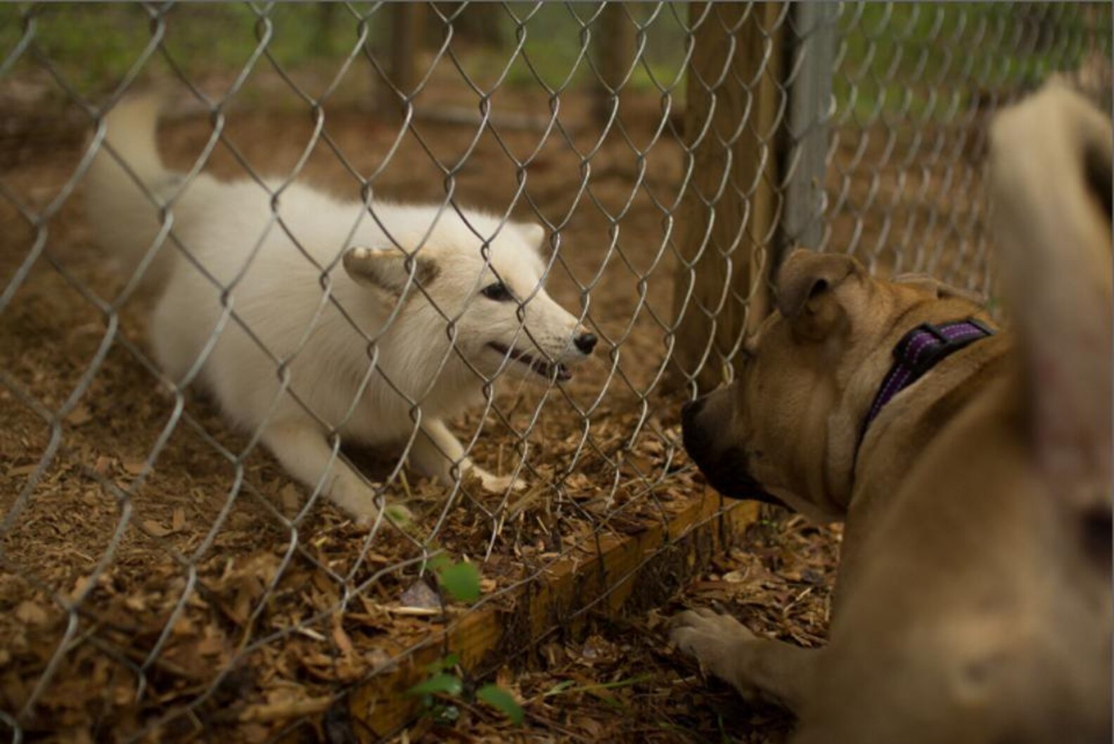 Fox Cub Who Didn't Fit In Makes His First Real Friend - The Dodo
