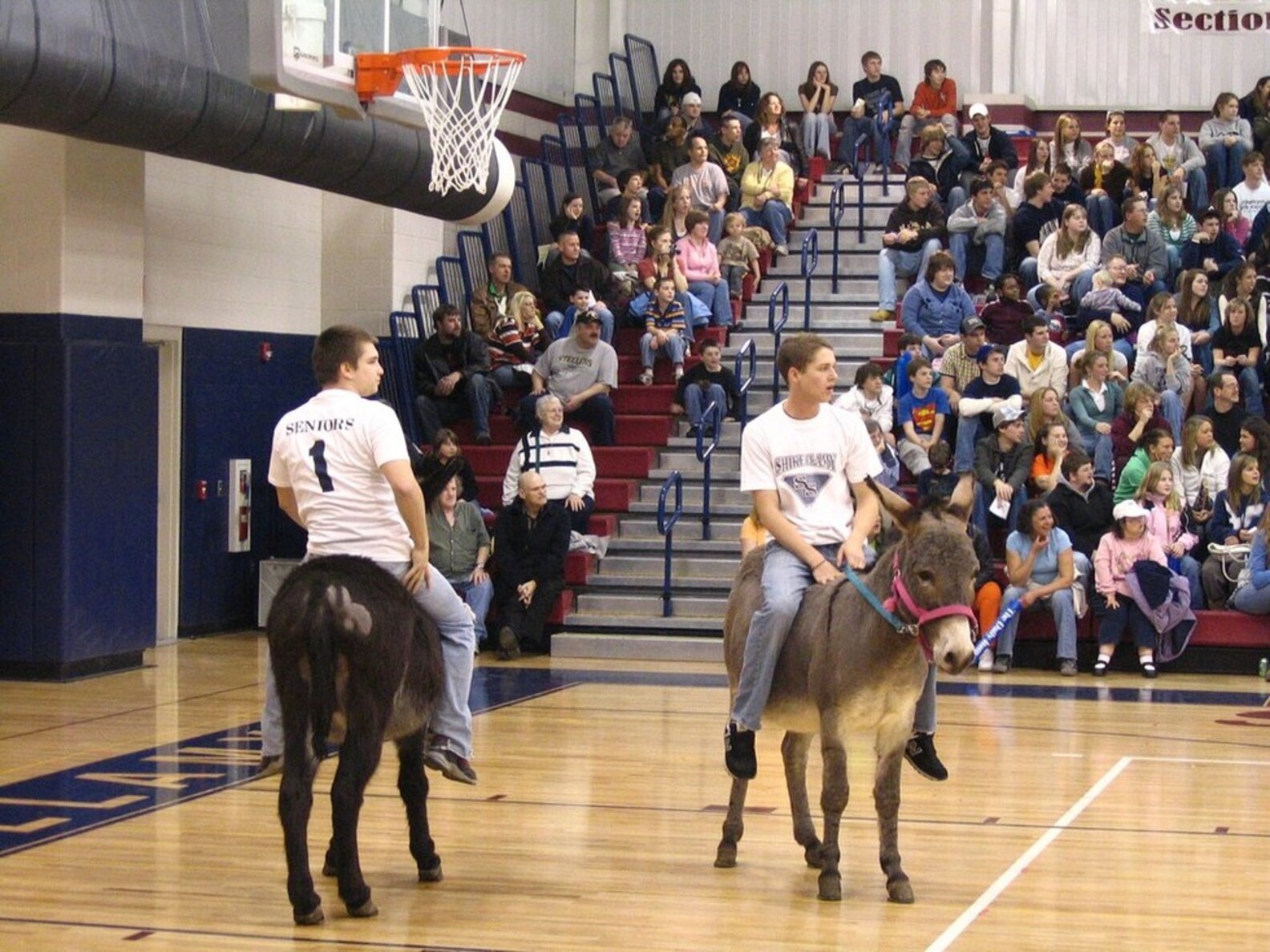 Donkey Basketball Fundraiser Brings Back "Obscene" Tradition - The Dodo