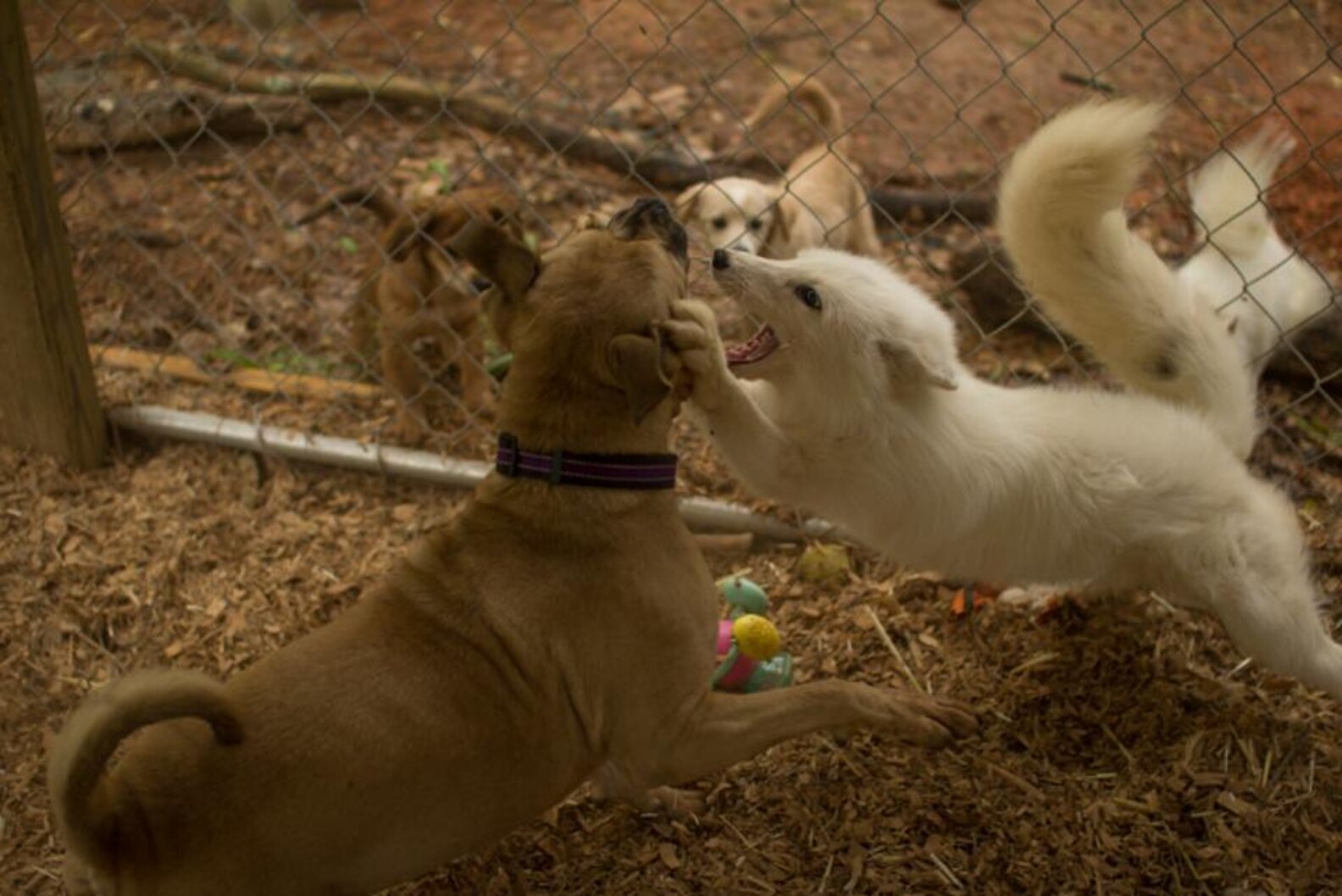 Fox Cub Who Didn't Fit In Makes His First Real Friend - The Dodo