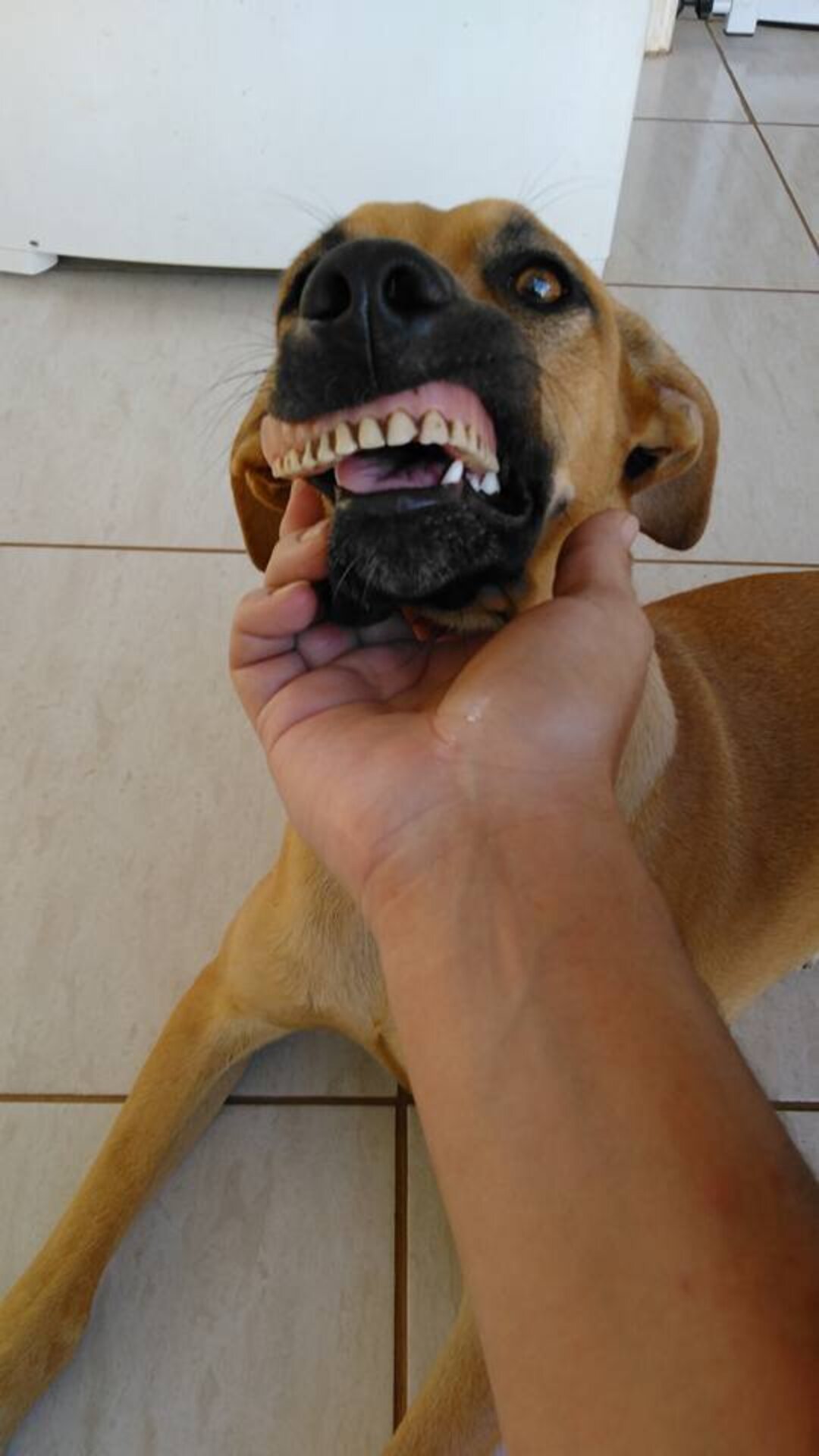 Man Is Shocked When His Dog Walks In With A Weird New Smile - The Dodo