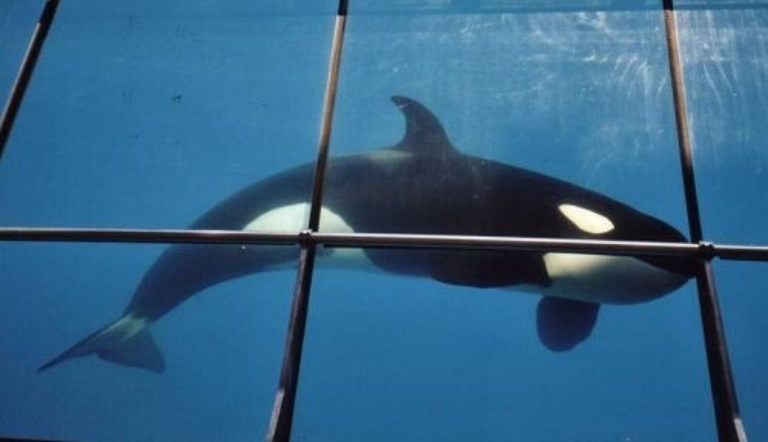 SeaWorld Isn't The Only Guilty One: 9 Parks Around The World Keeping ...