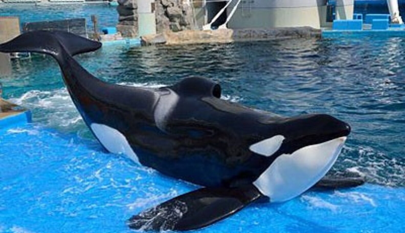 SeaWorld Isn't The Only Guilty One: 9 Parks Around The World Keeping ...