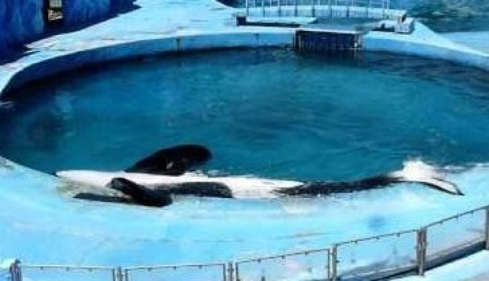 SeaWorld Isn't The Only Guilty One: 9 Parks Around The World Keeping ...