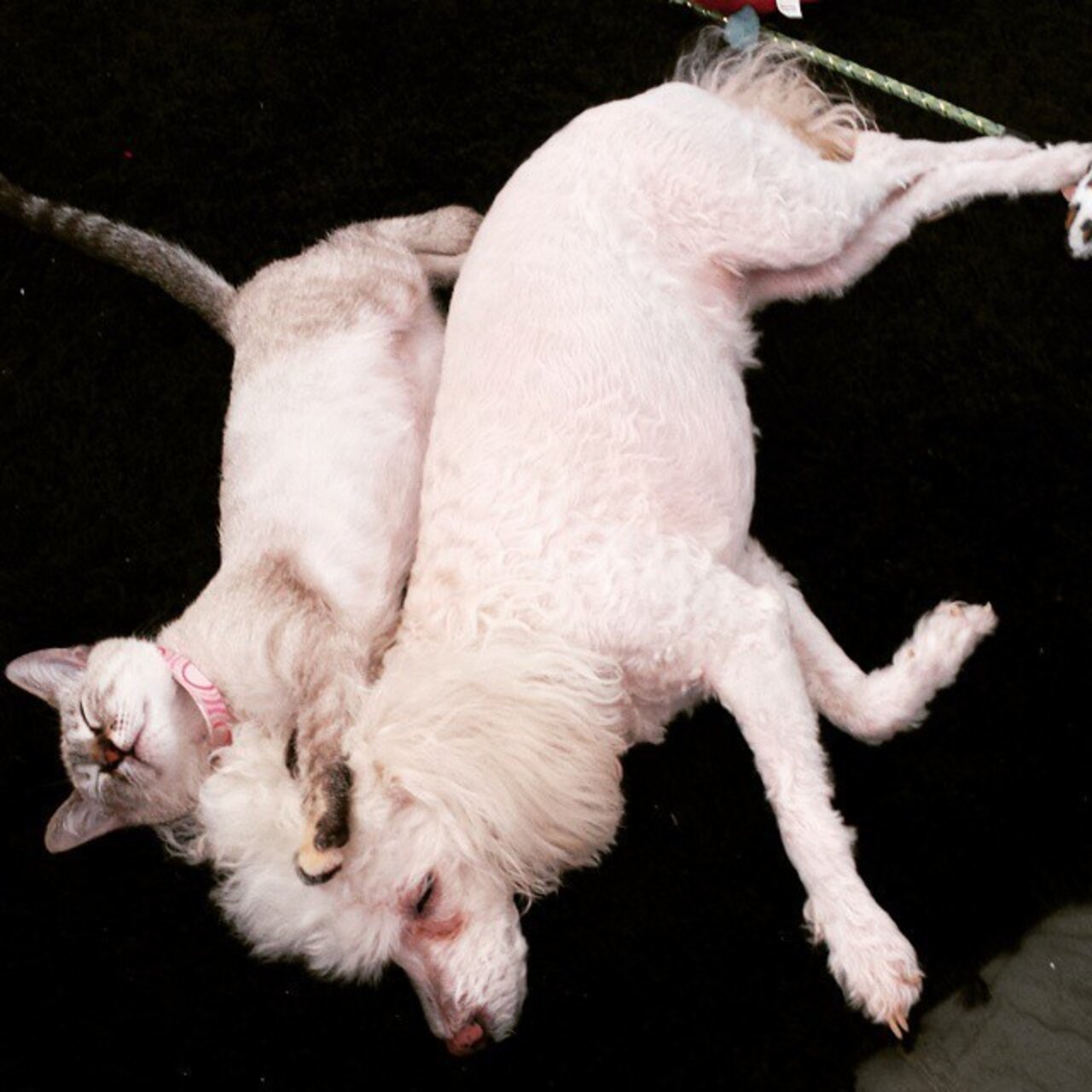 16 Cats And Dogs Who Look Like They Could Be Siblings - The Dodo
