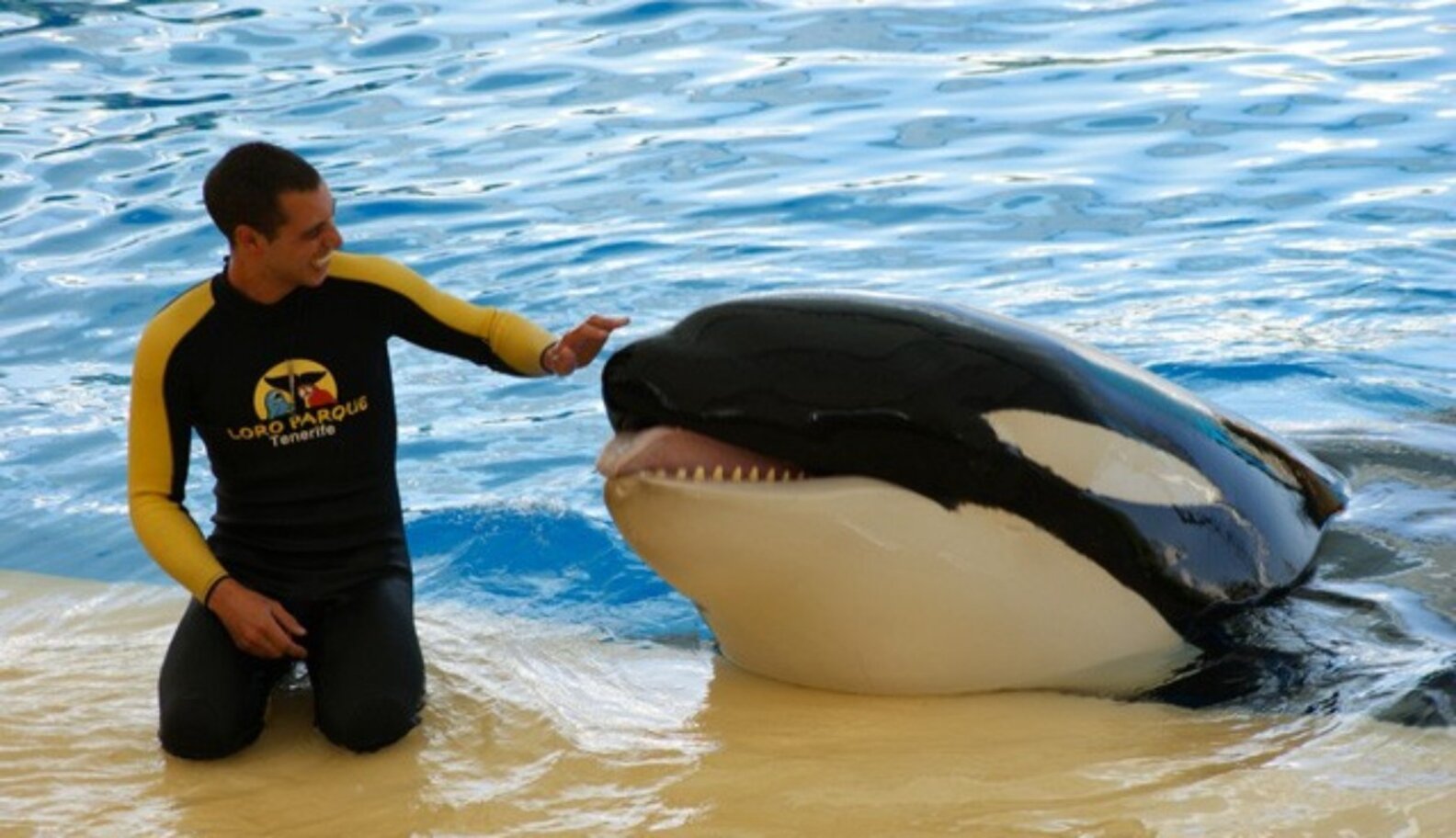 SeaWorld Isn't The Only Guilty One: 9 Parks Around The World Keeping ...