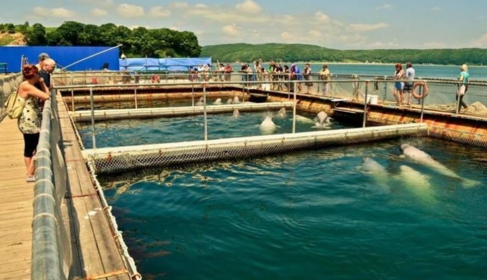 SeaWorld Isn't The Only Guilty One: 9 Parks Around The World Keeping ...