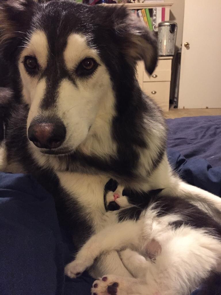 16 Cats And Dogs Who Look Like They Could Be Siblings - The Dodo