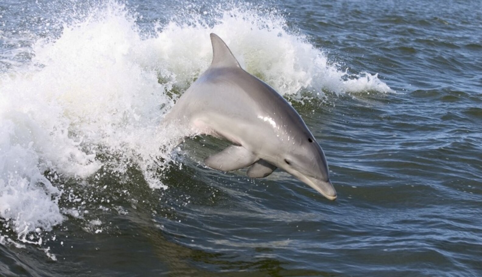 200 Dolphins Surround Canadian Rescue Boats, Play In Their Wake - The Dodo
