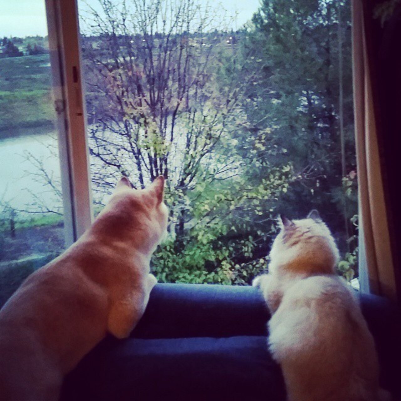 16 Cats And Dogs Who Look Like They Could Be Siblings - The Dodo