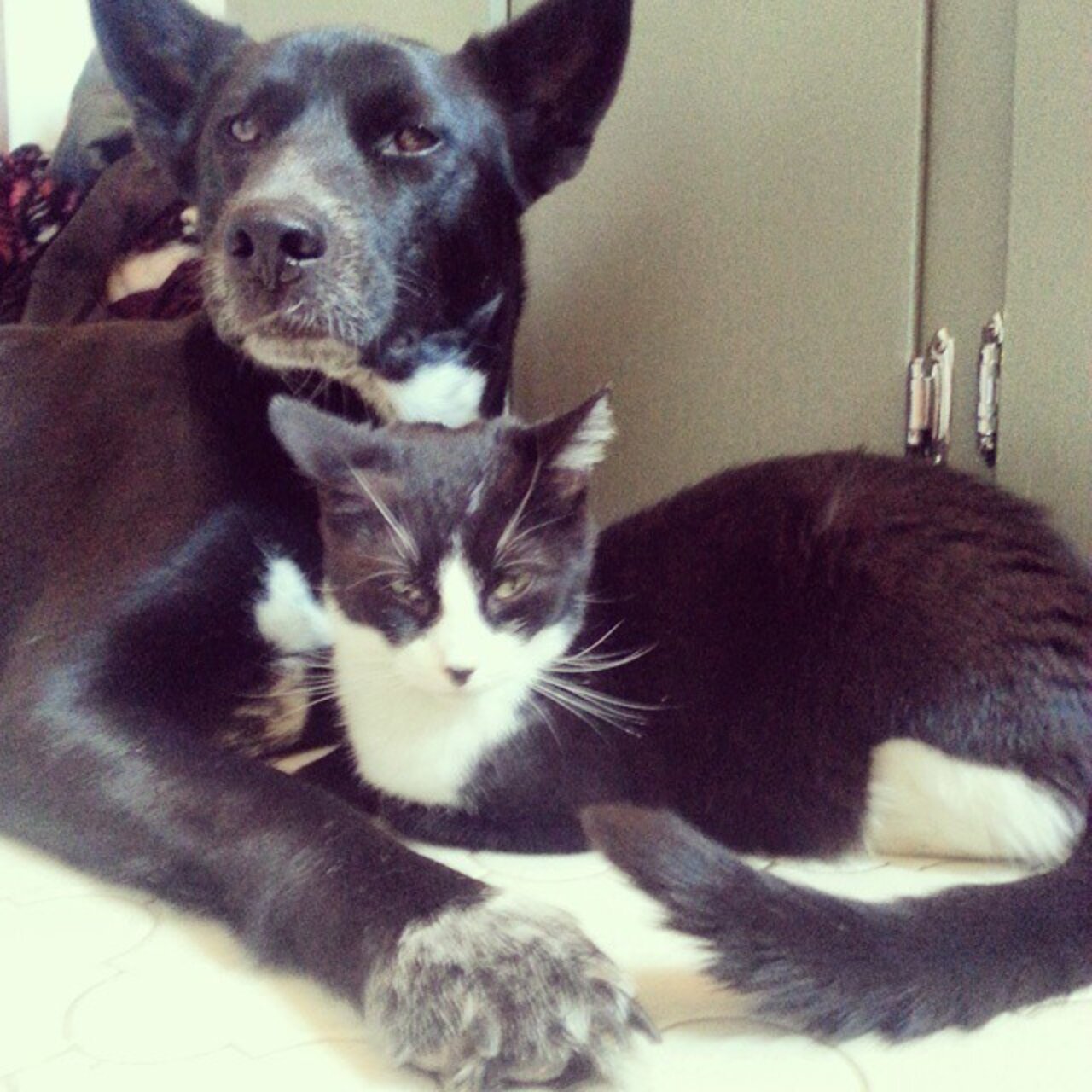 16 Cats And Dogs Who Look Like They Could Be Siblings - The Dodo